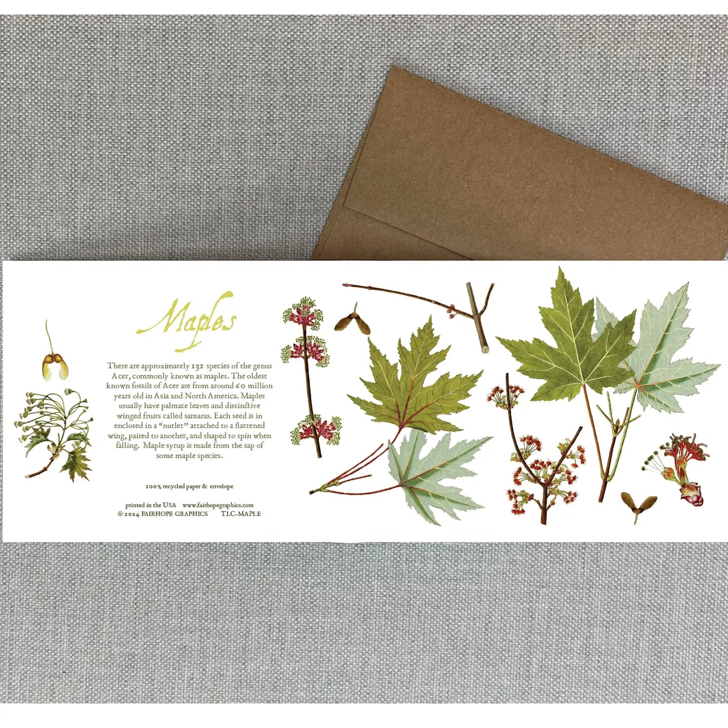 Maple Tree History Card – Of Aspen Curated Gifts