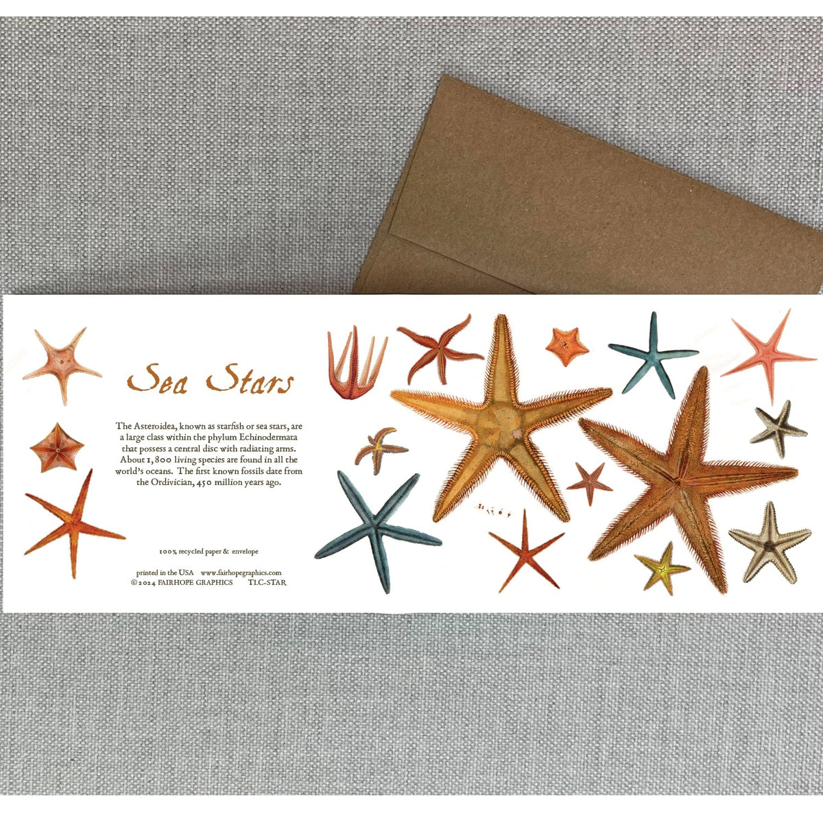 Sea Stars Natural History Card – Of Aspen Curated Gifts